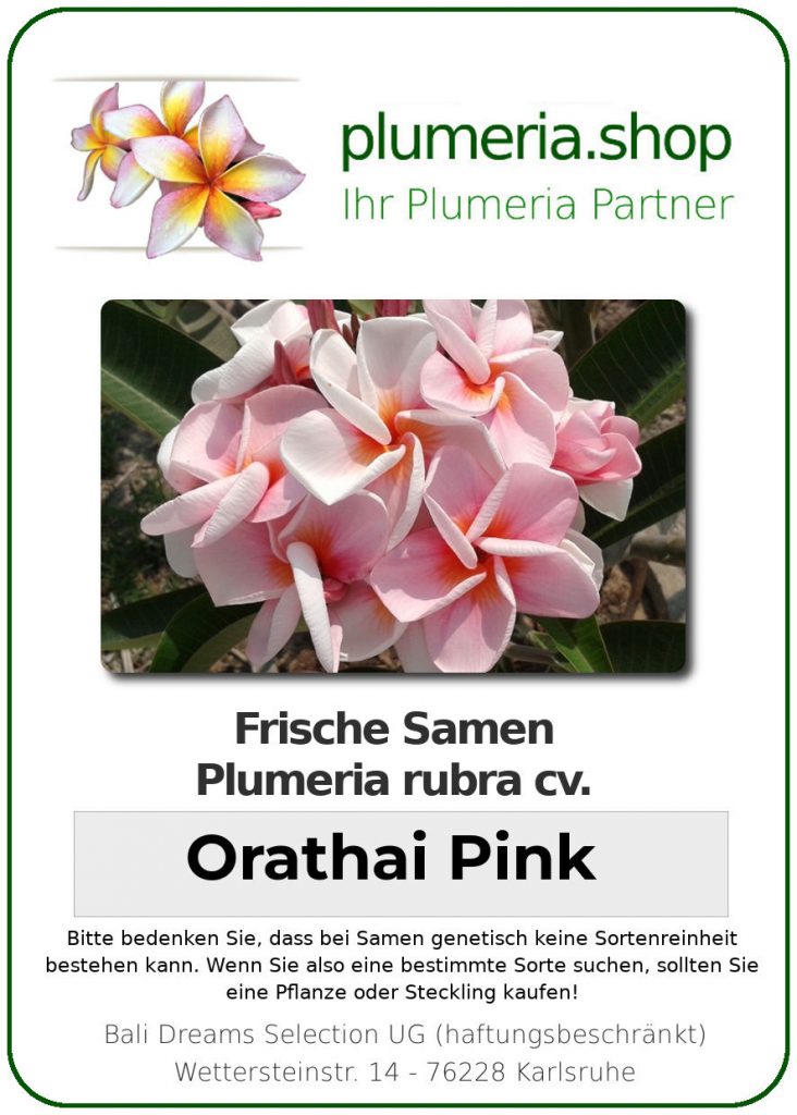 Plumeria rubra “Super Round” – Plumeria Shop – Ihr Partner für ...