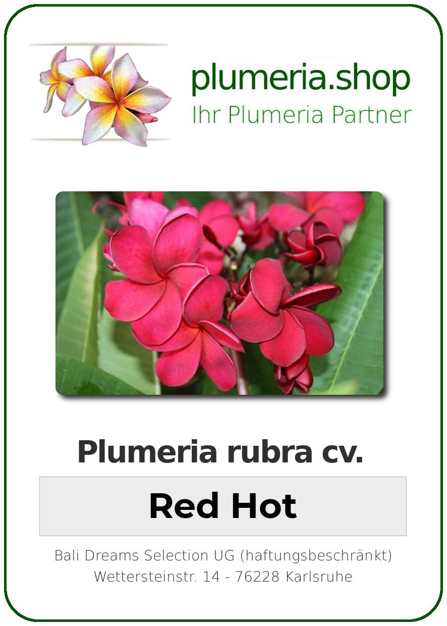 Plumeria rubra „Red Hot“ – Plumeria Shop – Ihr Partner für qualitativ ...