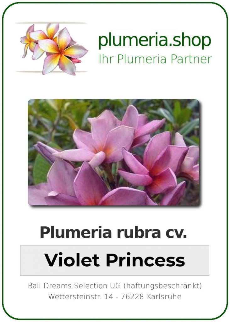 Plumeria rubra „Violet Princess“ – Plumeria Shop – Ihr Partner für ...