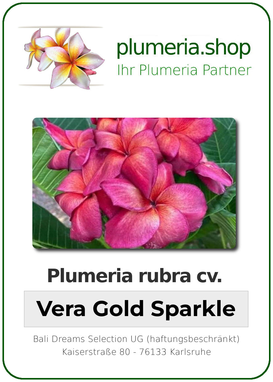 Plumeria rubra „Vera Gold Sparkle“ – wurzelnackt – Plumeria Shop – Ihr ...