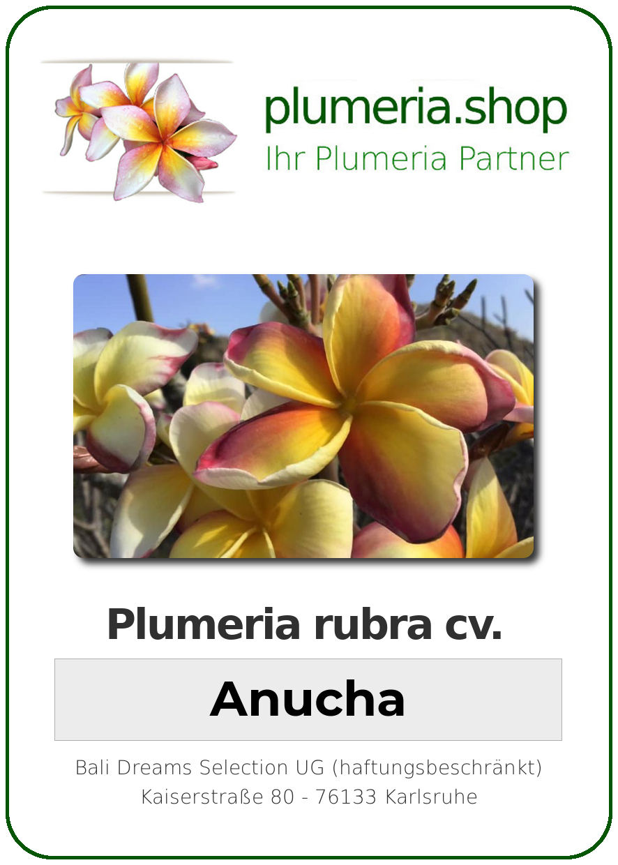 Plumeria rubra cv. „Anucha“ – unbewurzelter Steckling – Plumeria Shop – Ihr Partner für ...