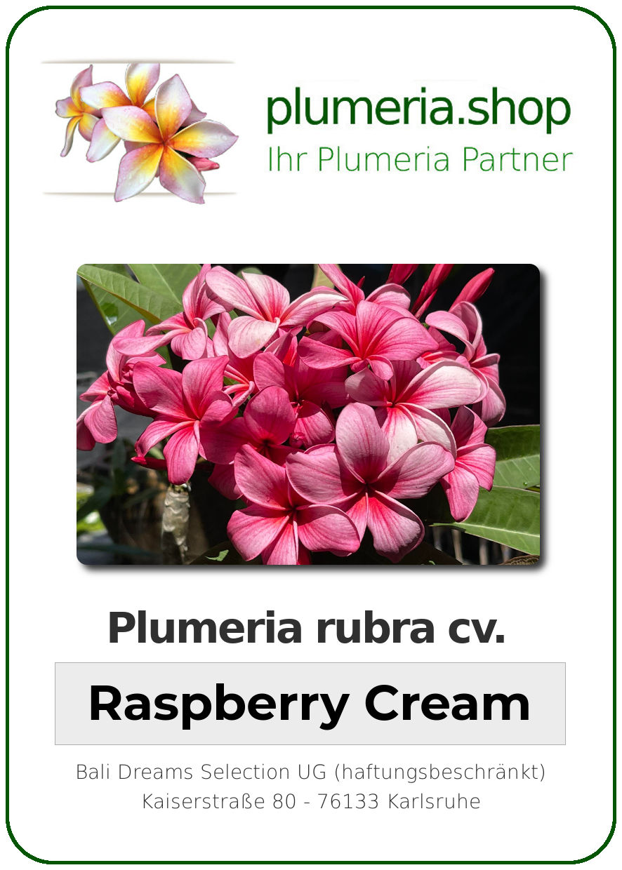Plumeria rubra „Raspberry Cream“ – Plumeria Shop – Ihr Partner für ...