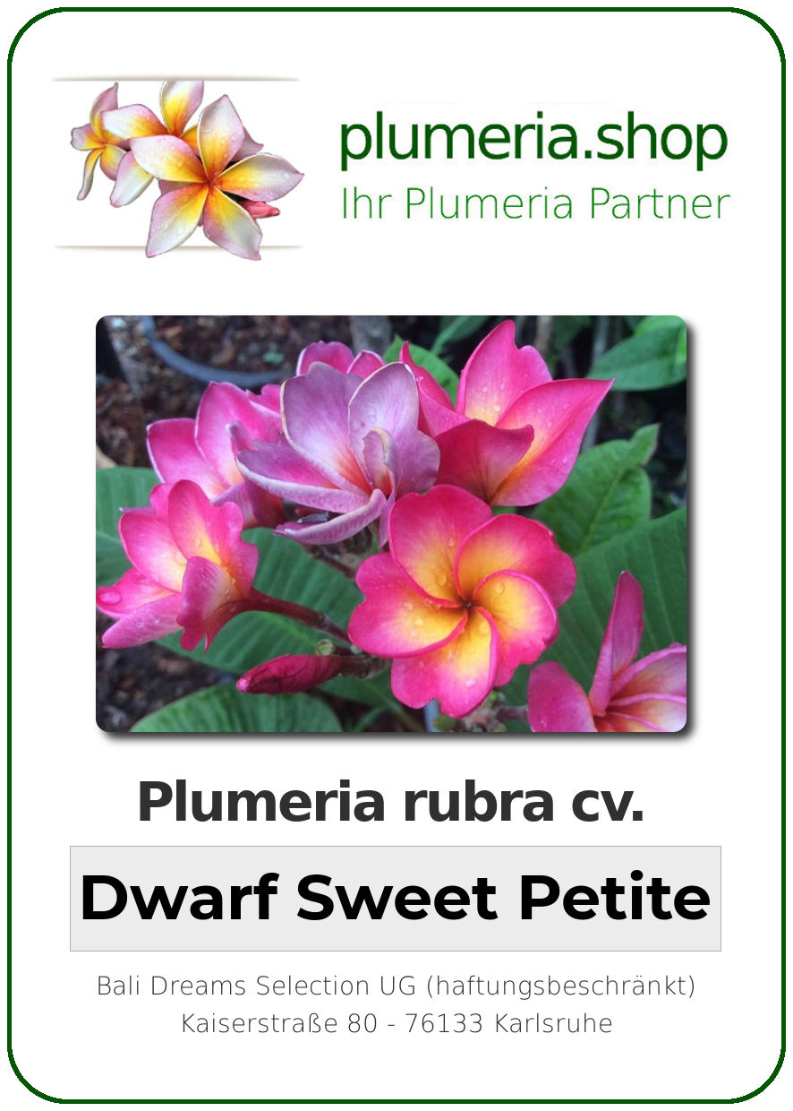 Plumeria rubra „Dwarf Sweet Petite“ – wurzelnackt – Plumeria Shop – Ihr ...