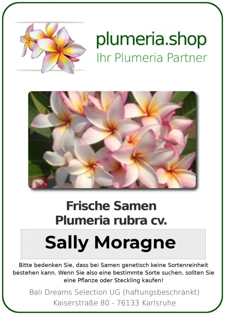 Plumeria rubra „Sally Moragne“ – Plumeria Shop – Ihr Partner für ...