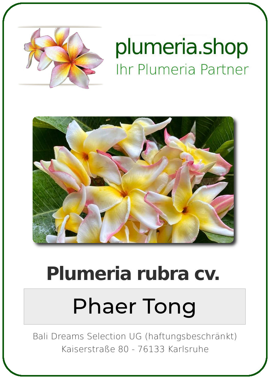 Plumeria rubra „Phaer Tong“, wurzelnackt – Plumeria Shop – Ihr Partner ...