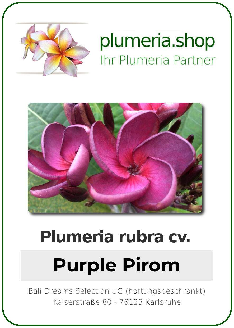 Plumeria rubra „Pirom Purple“ – Plumeria Shop – Ihr Partner für ...