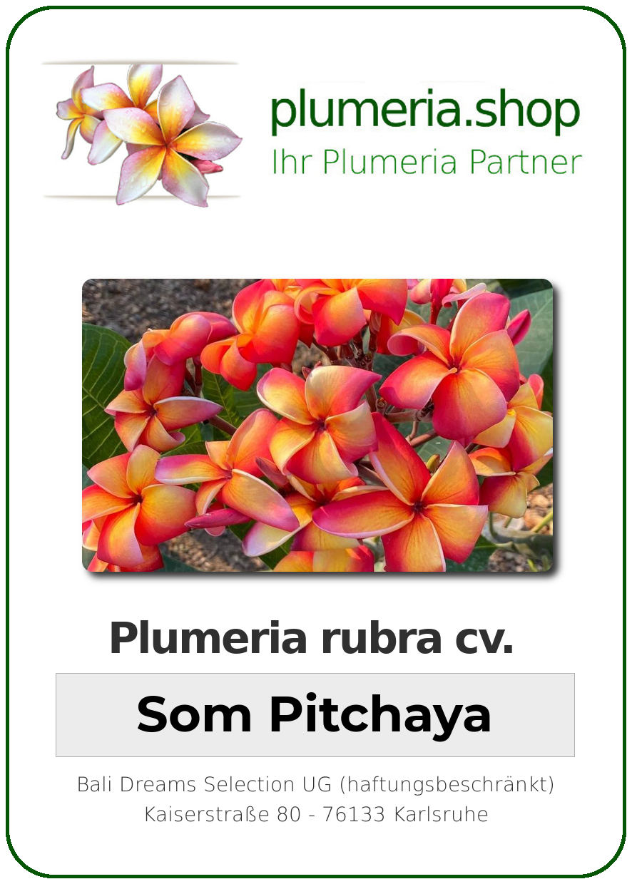 Plumeria rubra „Orange Pitchaya“ – Plumeria Shop – Ihr Partner für ...