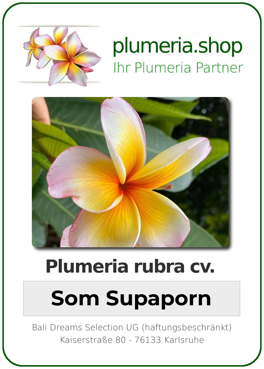Plumeria rubra „Som Supaporn“, wurzelnackt – Plumeria Shop – Ihr Partner für qualitativ ...