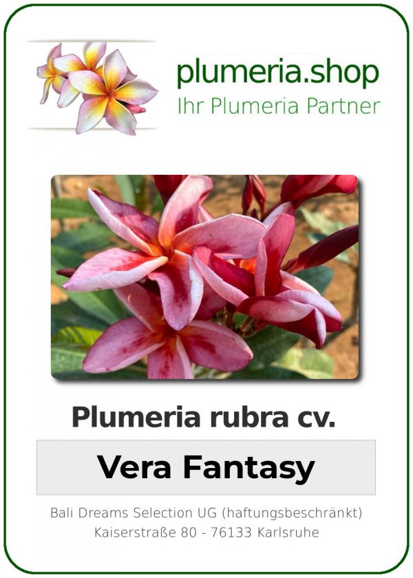 Plumeria rubra „Vera Fantasy“, wurzelnackt – Plumeria Shop – Ihr ...