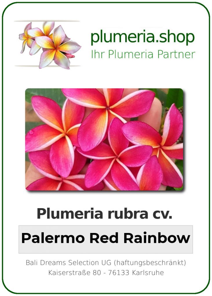 Plumeria rubra cv. „Palermo Red Rainbow“ – unbewurzelter Steckling ...