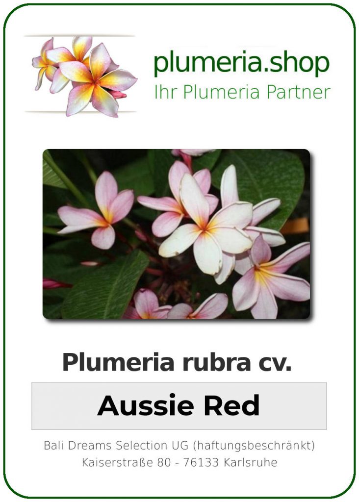 Plumeria rubra „Aussie Red“ – Plumeria Shop – Ihr Partner für ...