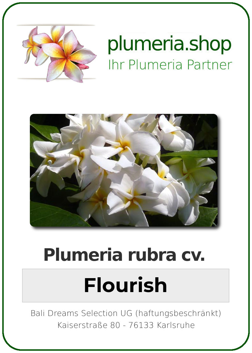 Plumeria rubra „Flourish“ – Plumeria Shop – Ihr Partner für qualitativ ...