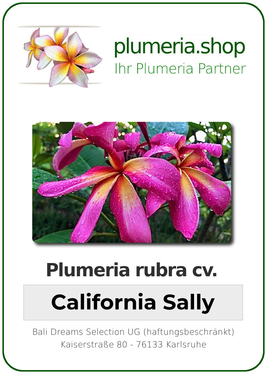 Plumeria rubra „California Sally“ – Plumeria Shop – Ihr Partner für ...