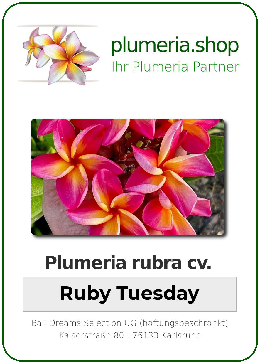 Plumeria rubra “Ruby Tuesday” – Plumeria Shop – Ihr Partner für ...
