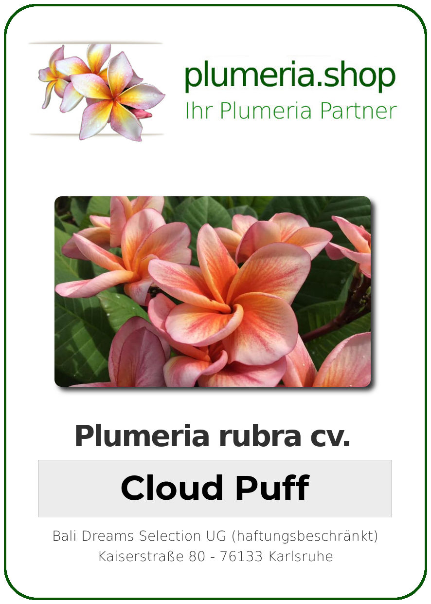 Plumeria rubra „Cloud Puff“ – Plumeria Shop – Ihr Partner für ...